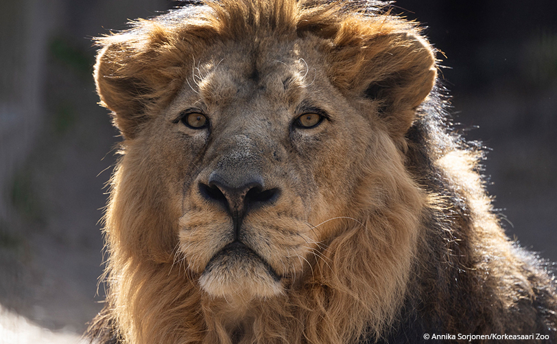 Der Zoo Korkeasaari in Helsinki | Viking Line